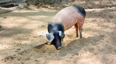 5 Hog Breeds for the Backyard Homesteader - Countryside